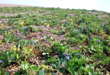Don't Eat This - Things The Wild Food Forager Should Avoid - Atomic Shrimp