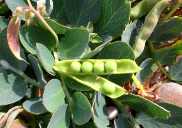 Don't Eat This - Things The Wild Food Forager Should Avoid - Atomic Shrimp