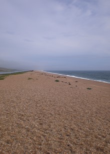 Don't Eat This - Things The Wild Food Forager Should Avoid - Atomic Shrimp